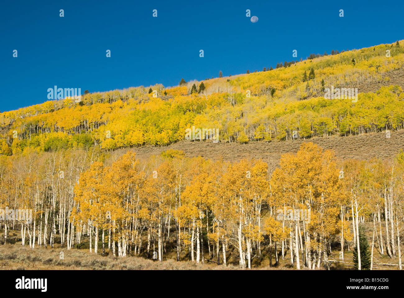 brillient fall colors in Fish Lake National Forest in Southern Utah ...
