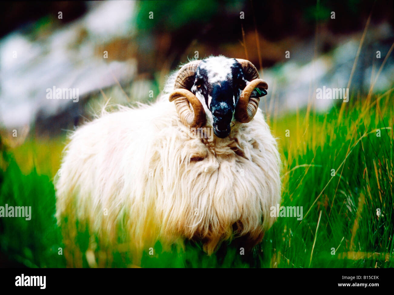 Ruminantanimal hi-res stock photography and images - Alamy