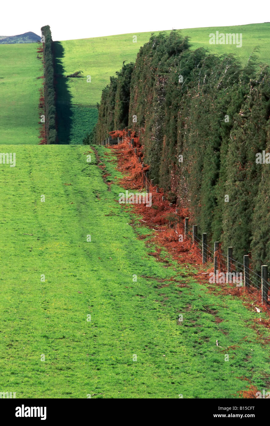 windbreak between fields, South Island, New Zealand Stock Photo - Alamy
