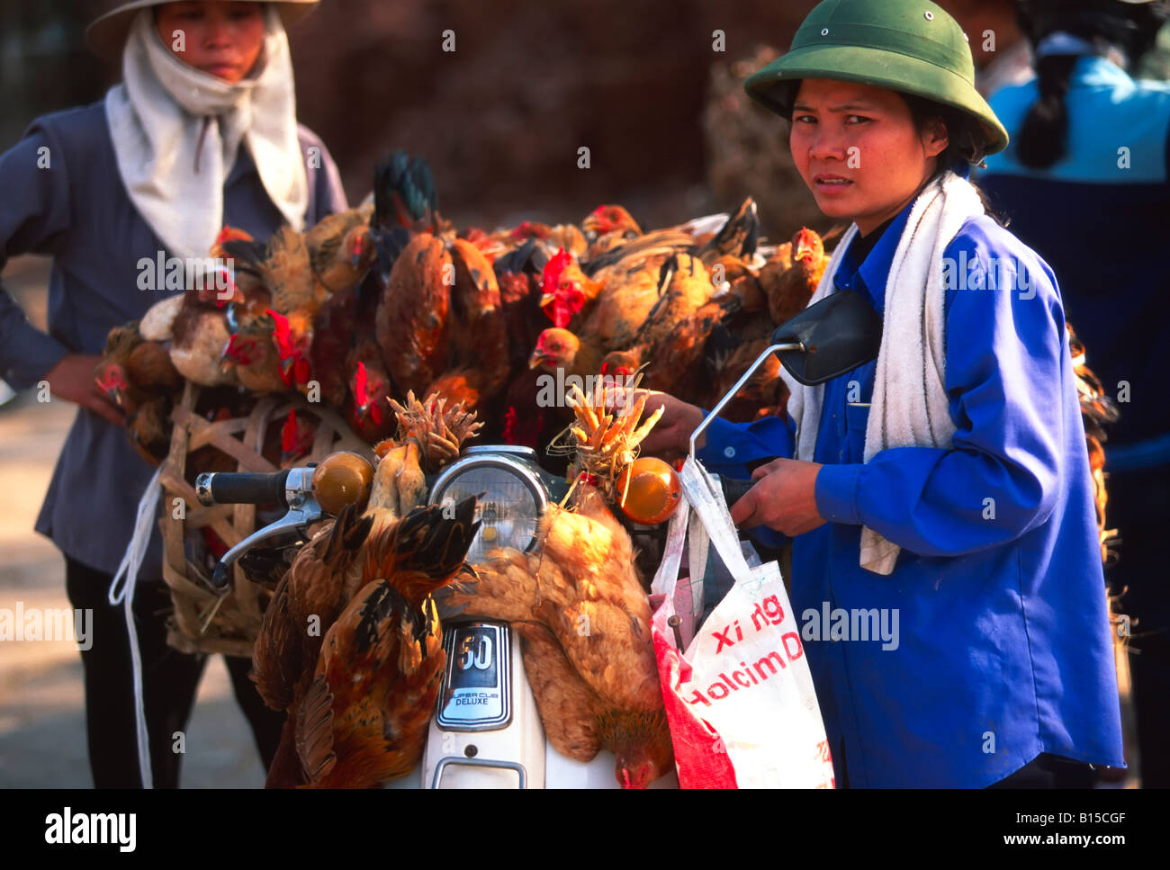 women loading live chickens onto motorbike, Vietnam Stock Photo - Alamy