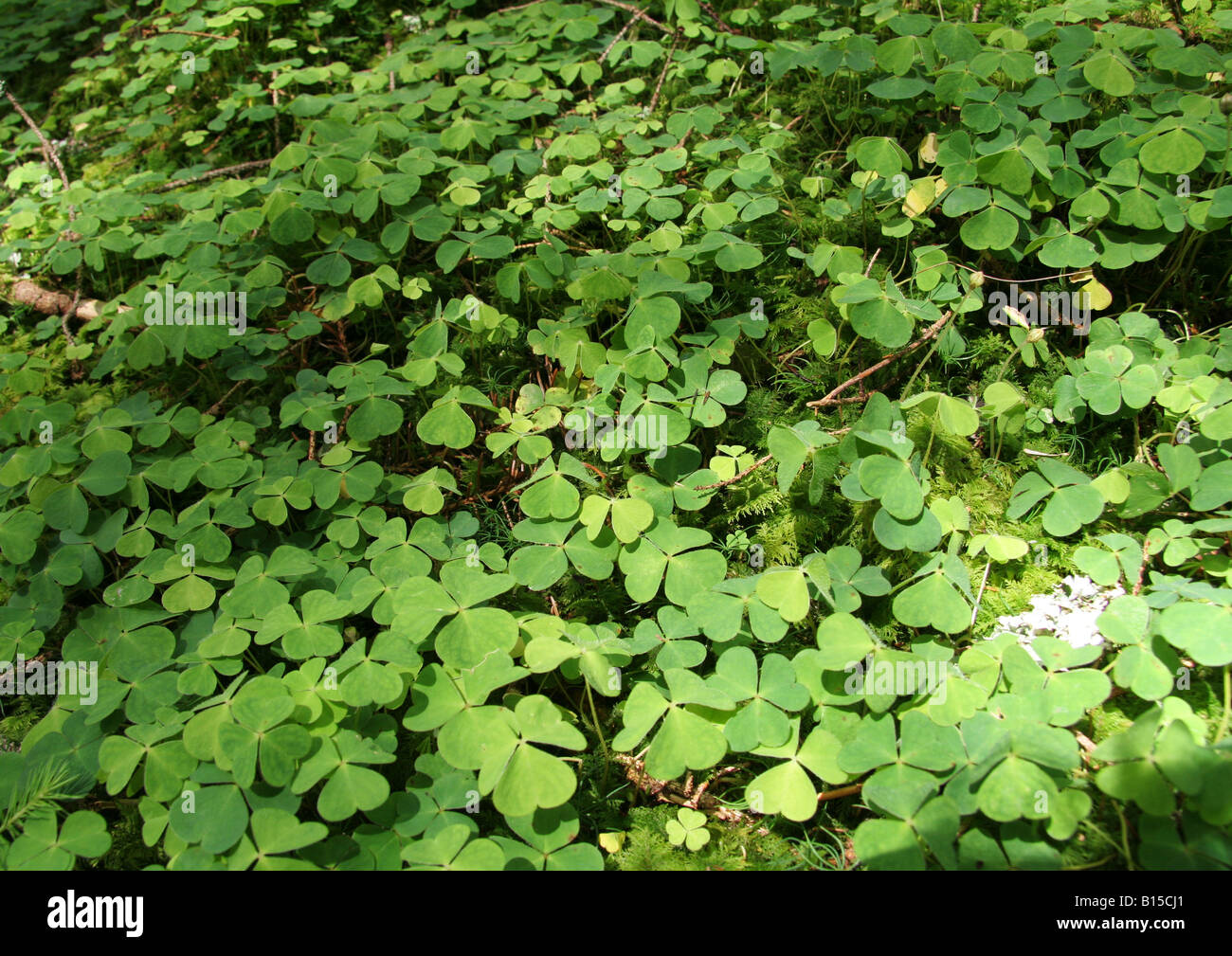 Patch of Clover Stock Photo - Alamy