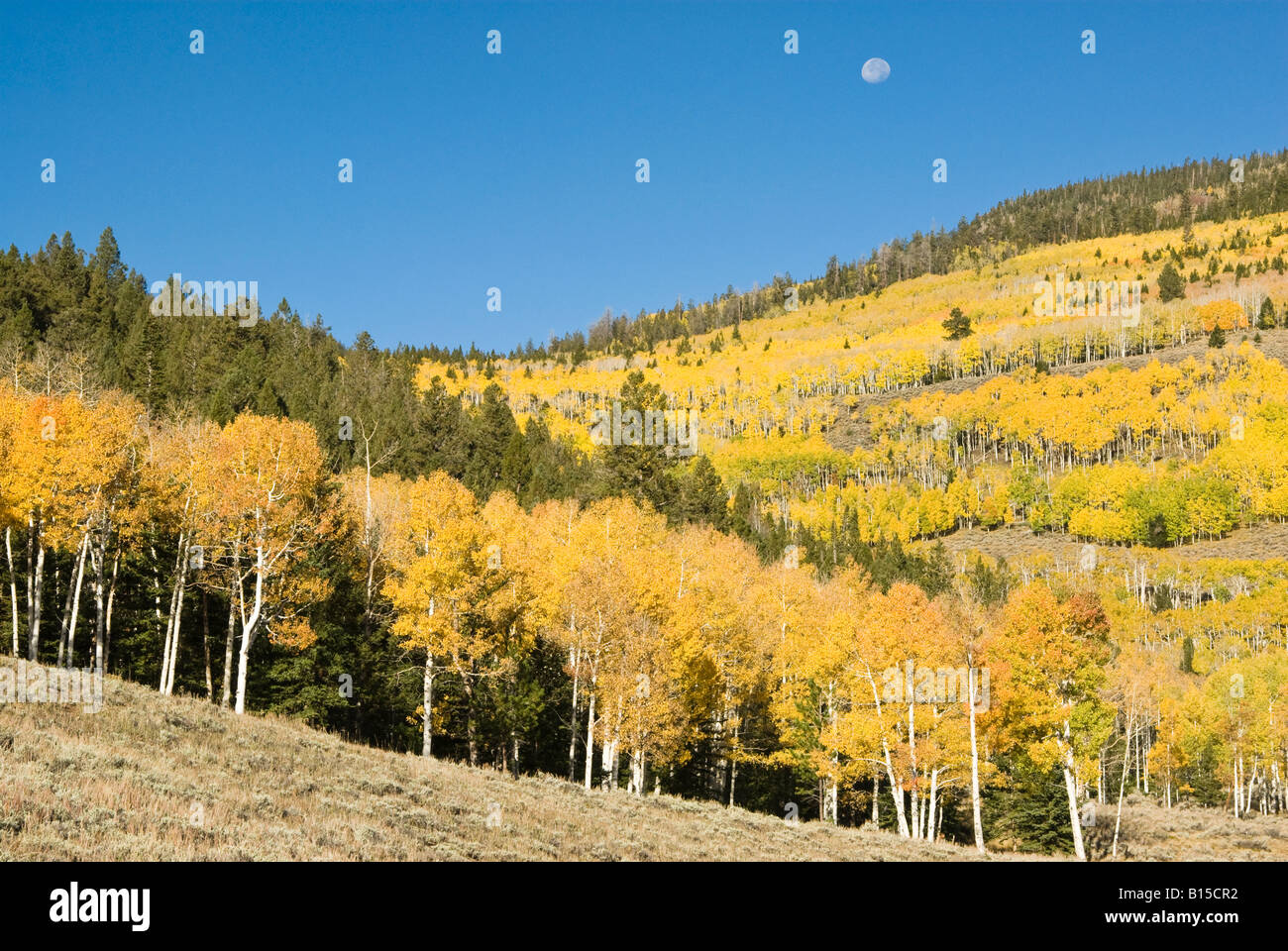 brillient fall colors in Fish Lake National Forest in Southern Utah ...