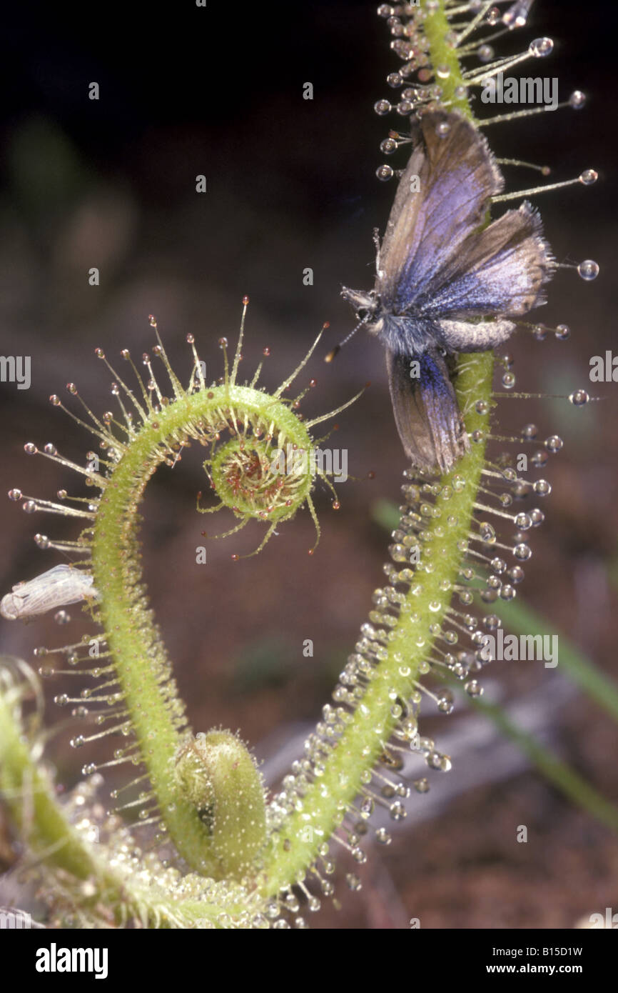 Drosera indica drosera carnivorus plant pianta carnivora licenide ...