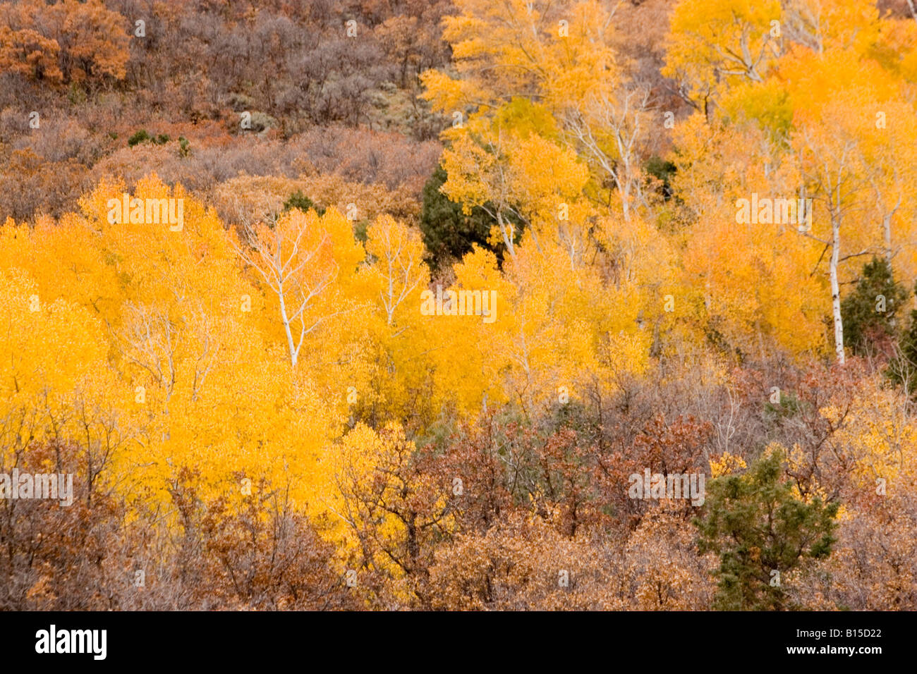 Aspen trees during fall in Colorado Stock Photo - Alamy