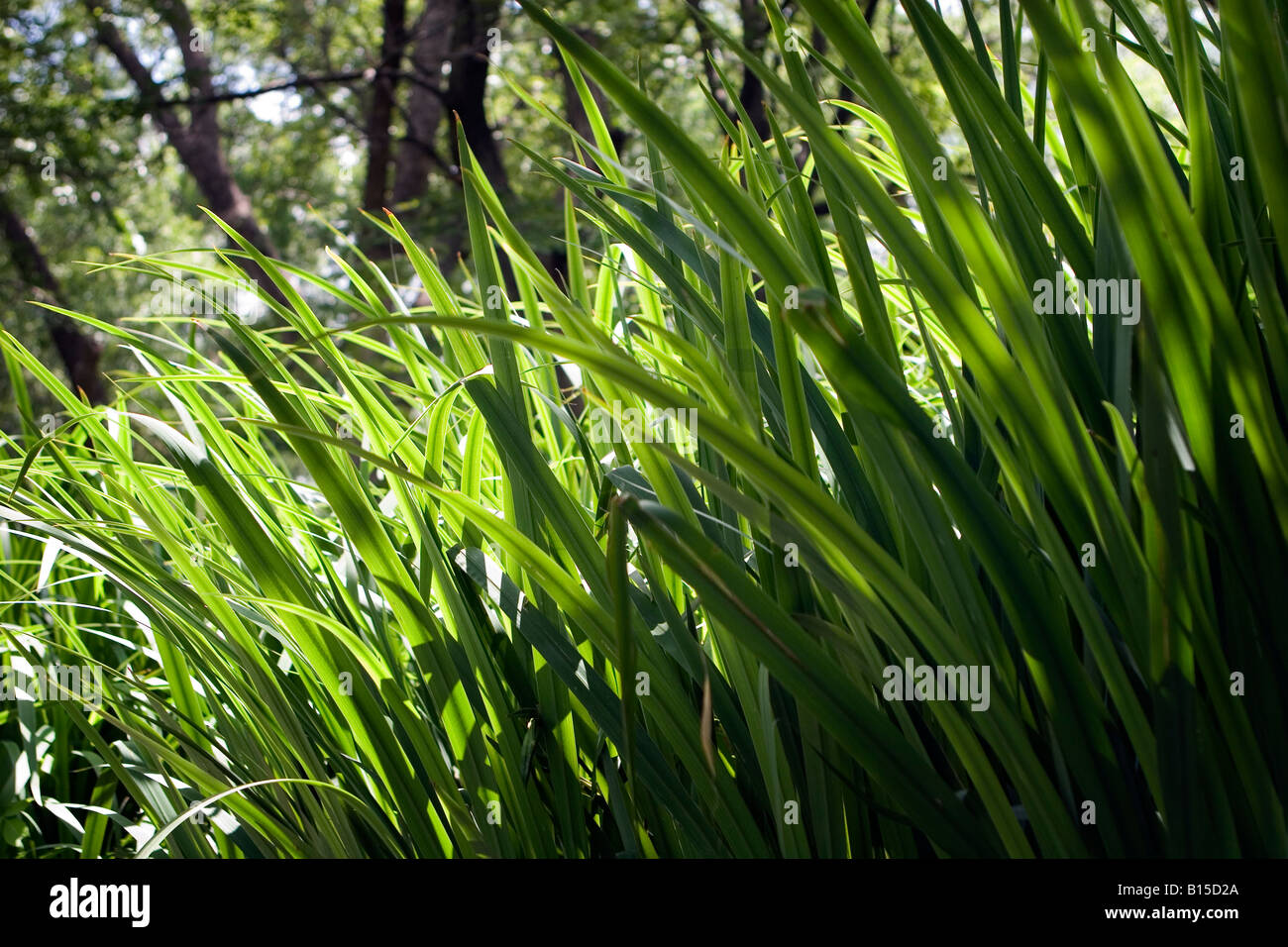 Textural Abstract of Long Blades of Tall Grass Stock Photo - Alamy