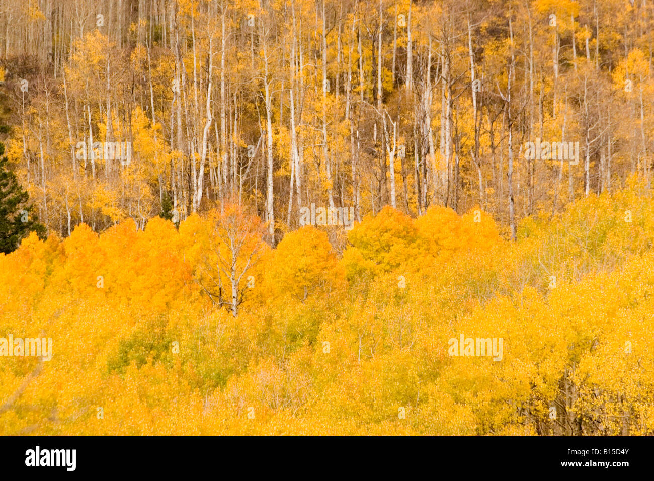 Aspen trees during fall in Colorado Stock Photo - Alamy