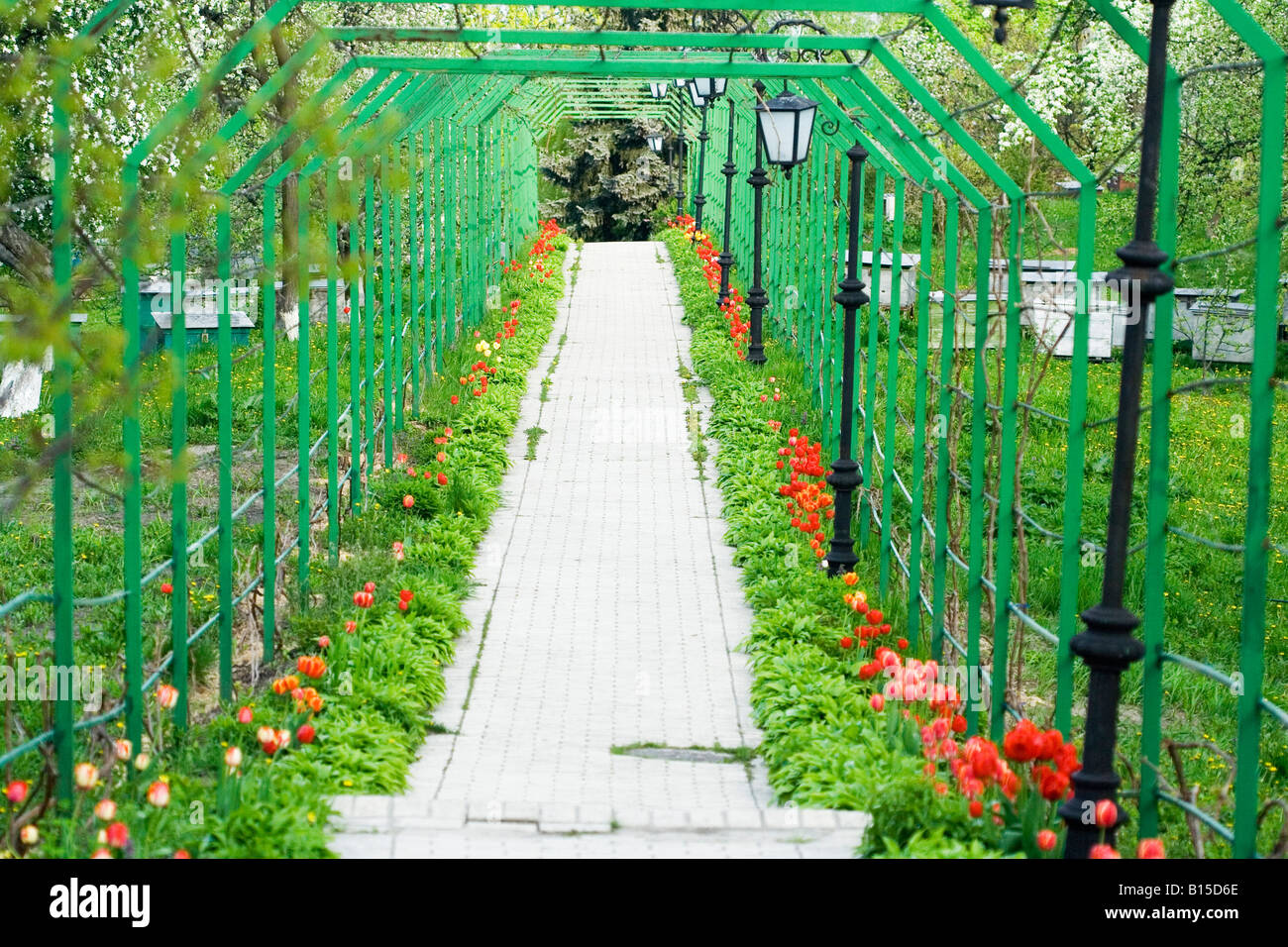 Arc of Beautiful Spring blossoms Stock Photo - Alamy