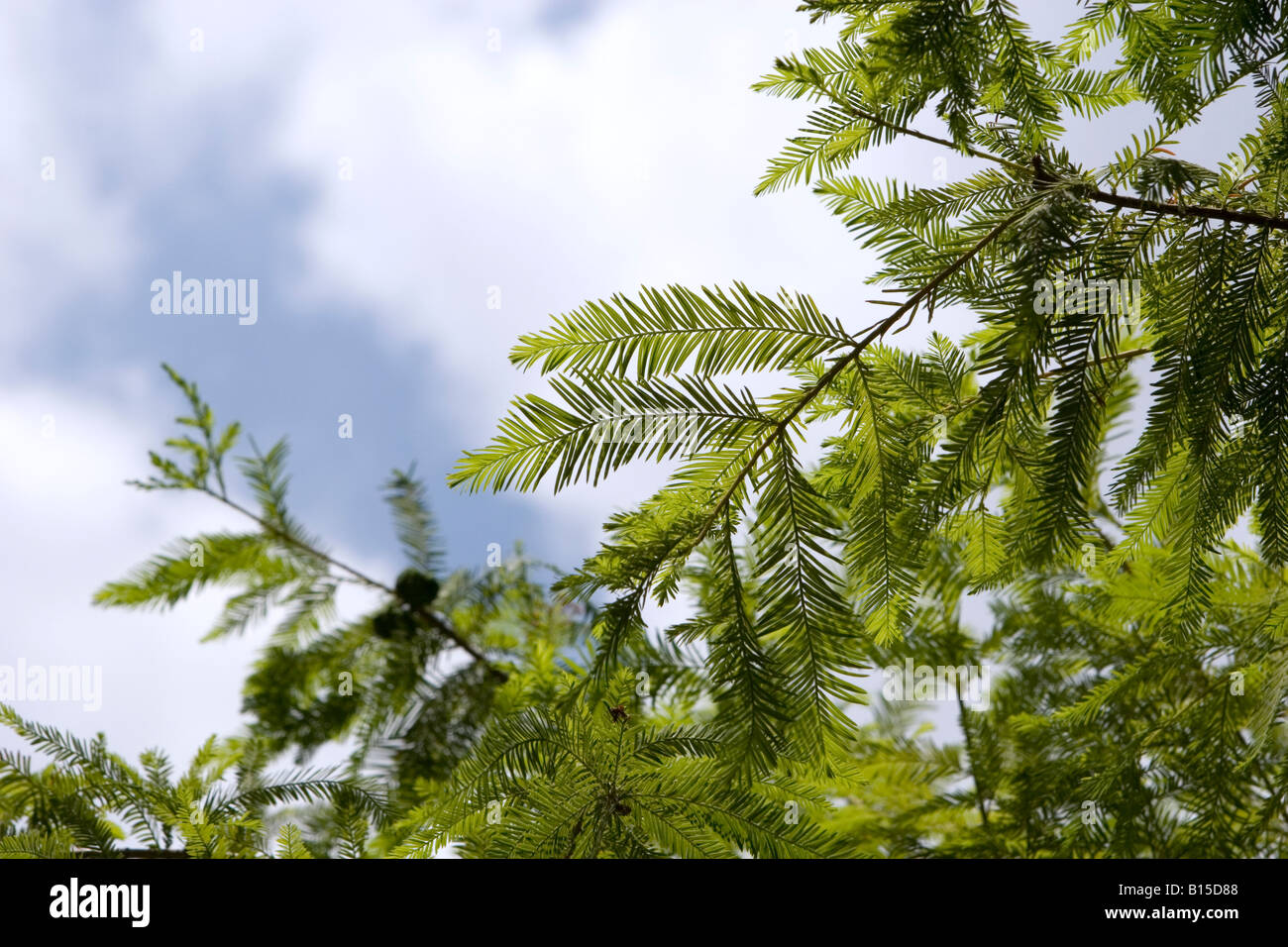 Weeping Bald Cypress (Taxodium distichum) Leaves Against Blue Sky Stock ...