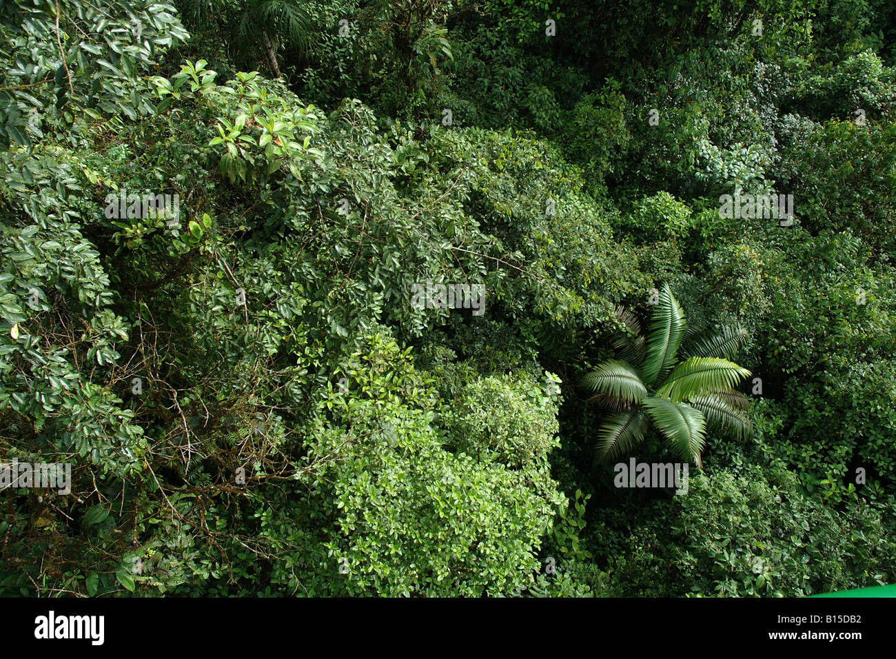 Foresta pluviale aerea hi-res stock photography and images - Alamy