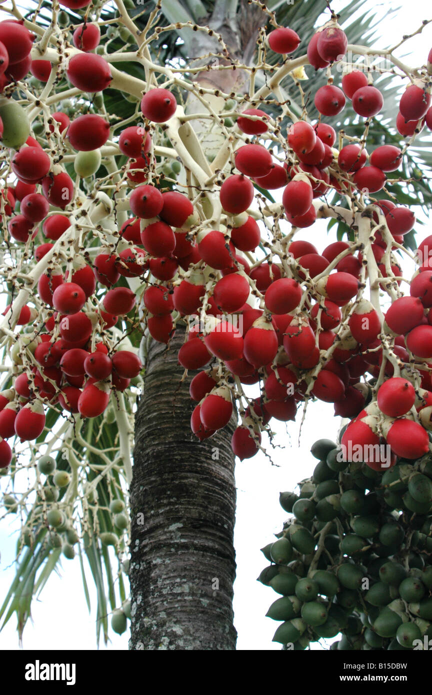 Chambeyronia macrocarpa hi-res stock photography and images - Alamy