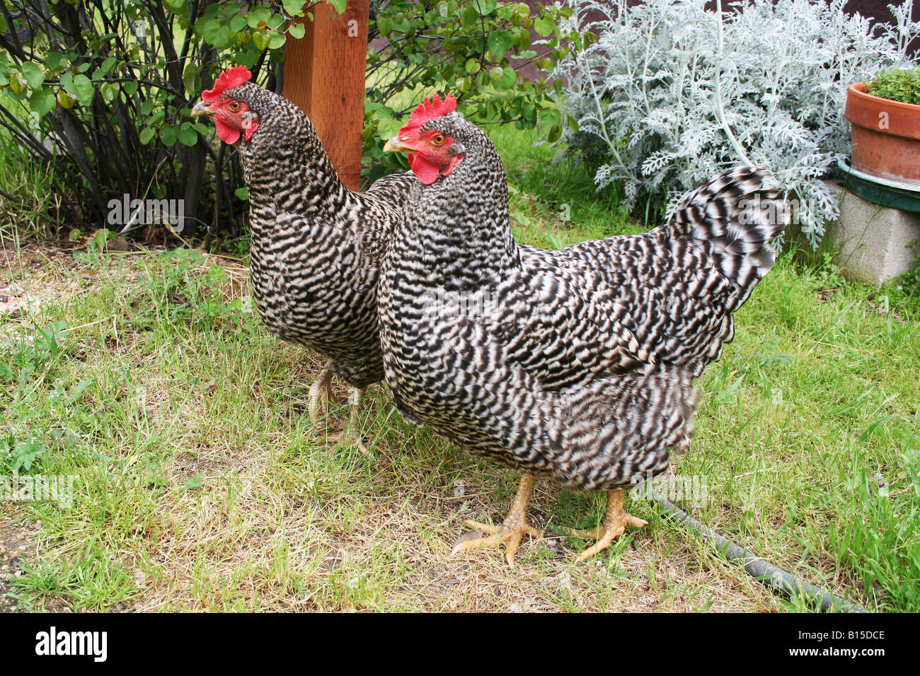 Barred Rock hens Stock Photo - Alamy