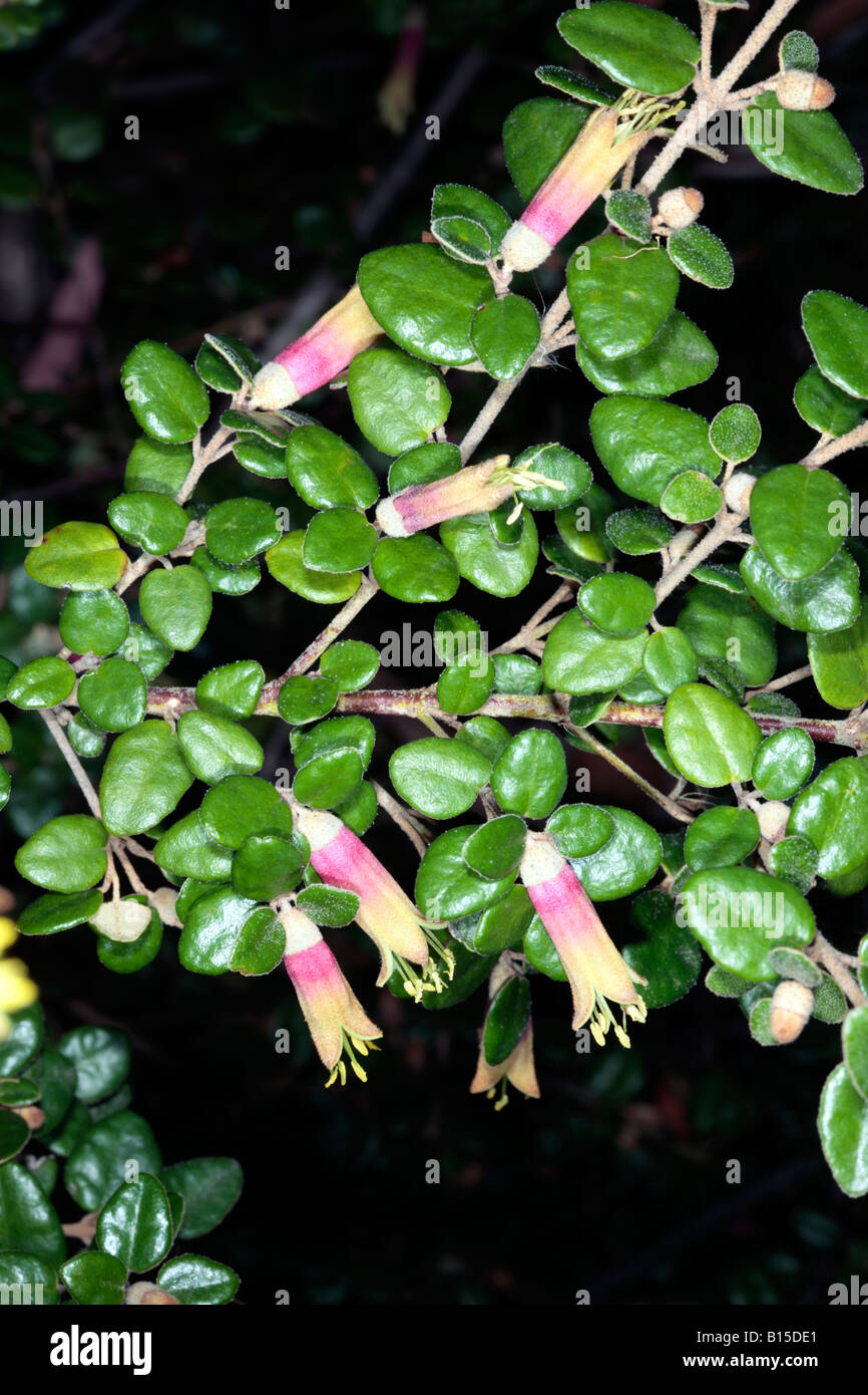 Common Correa-Correa reflexa-Family Rutaceae Stock Photo - Alamy