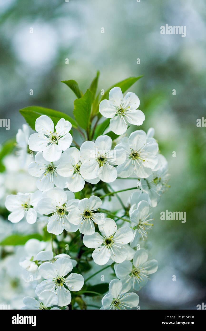 Beautiful cherry blossoms in the Spring Stock Photo - Alamy