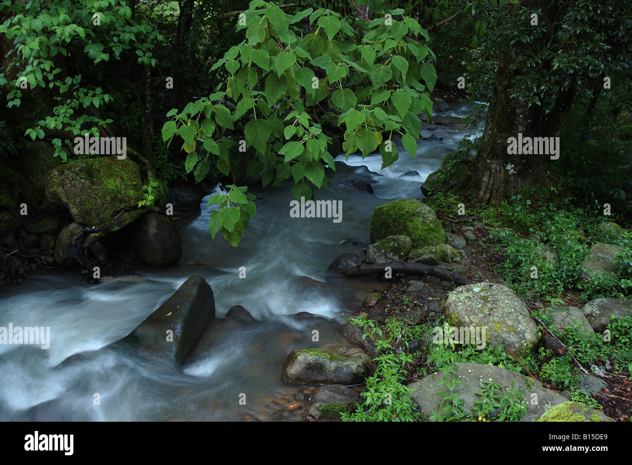 Costarica rain forest foresta pluviale foresta tropicale foresta ...