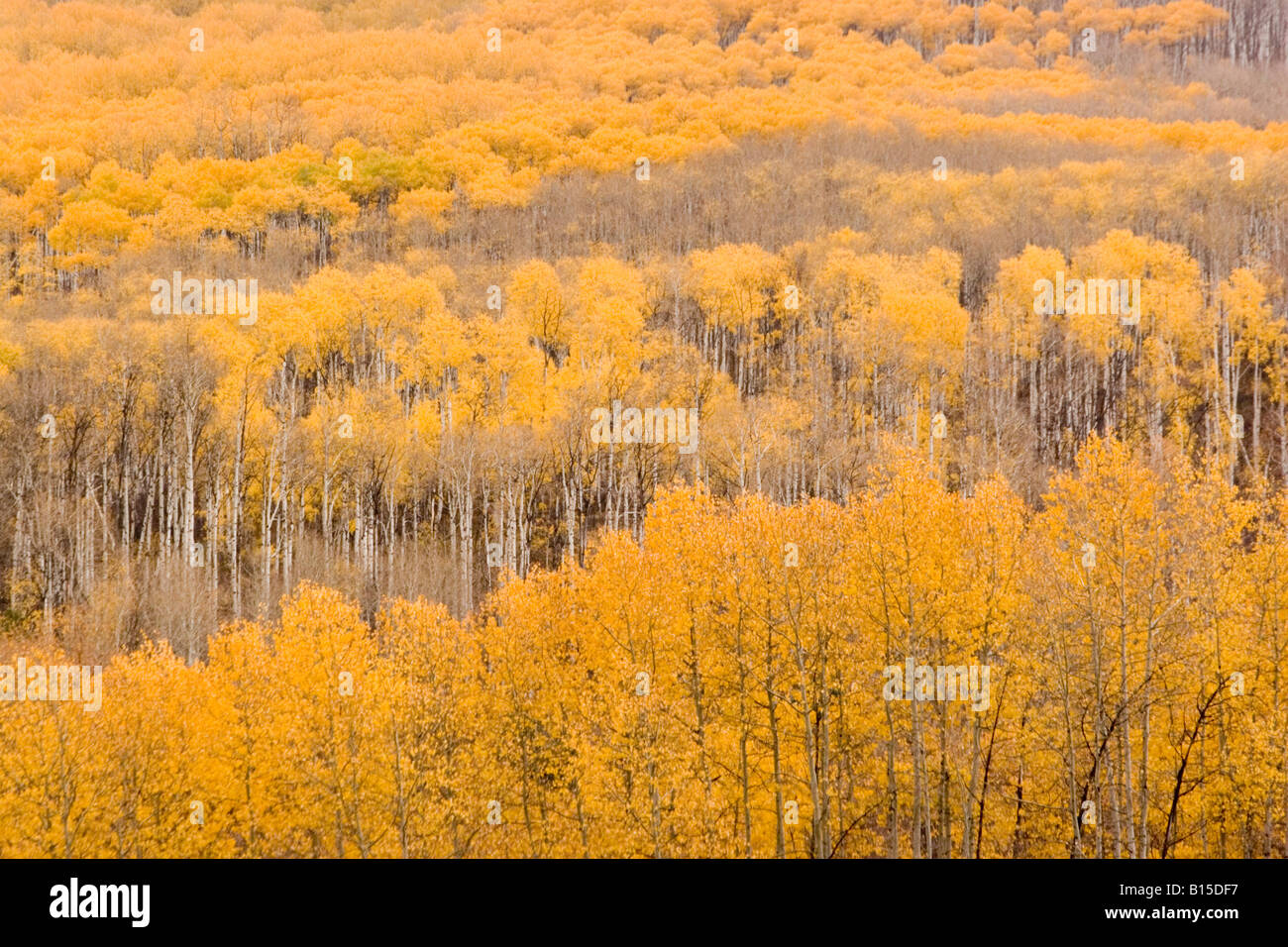 Trembling Aspen, (Populus tremuloides) on Kebler Pass, Colorado Stock ...