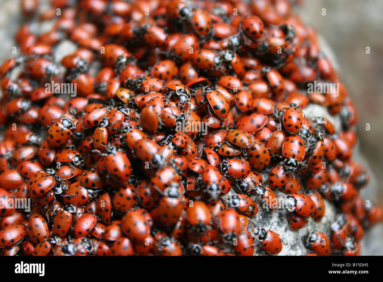 A mass of lady bugs Stock Photo - Alamy