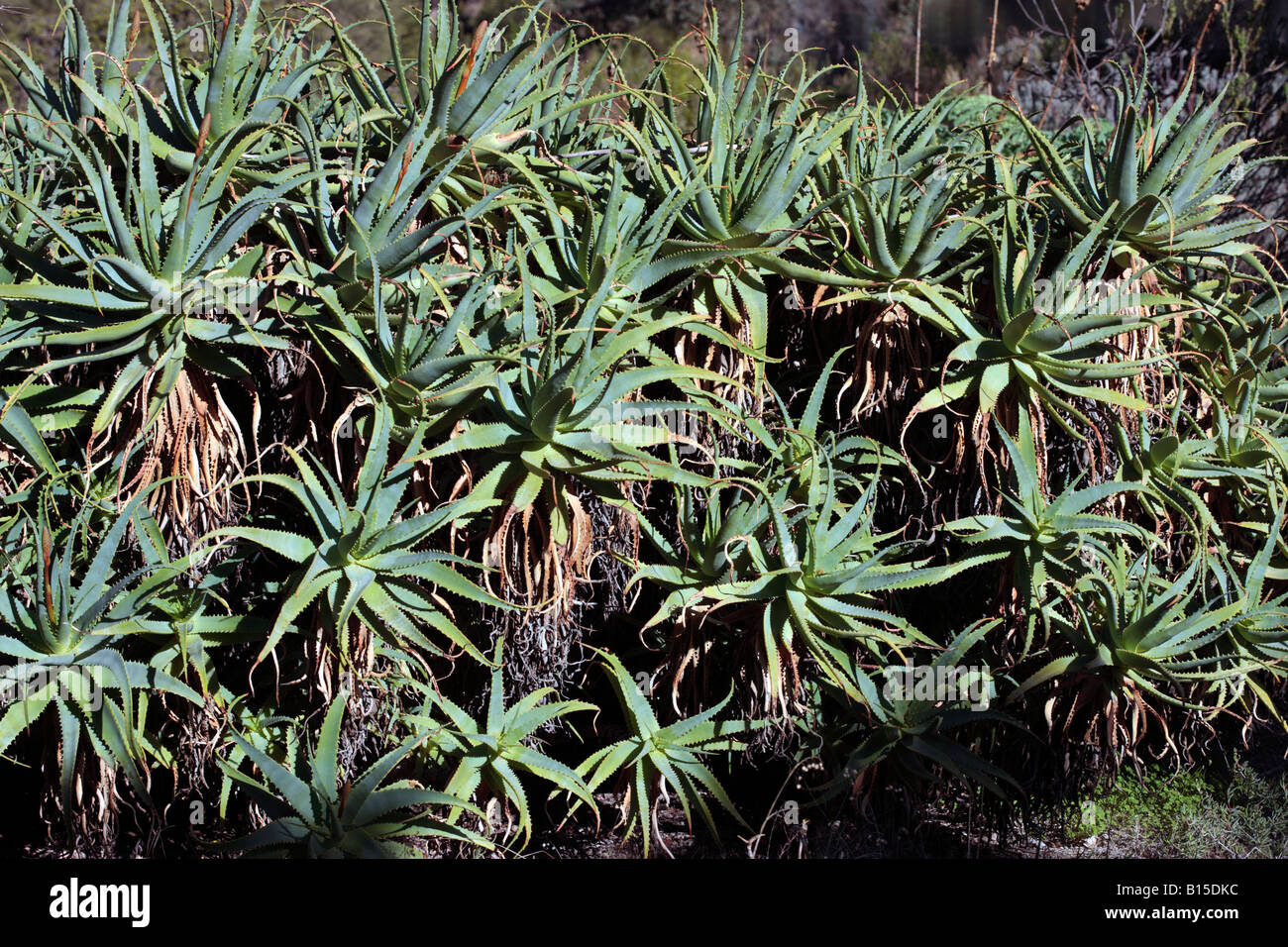 Krans Aloe-Aloe arborescens-Family Asphodelaceae Stock Photo - Alamy