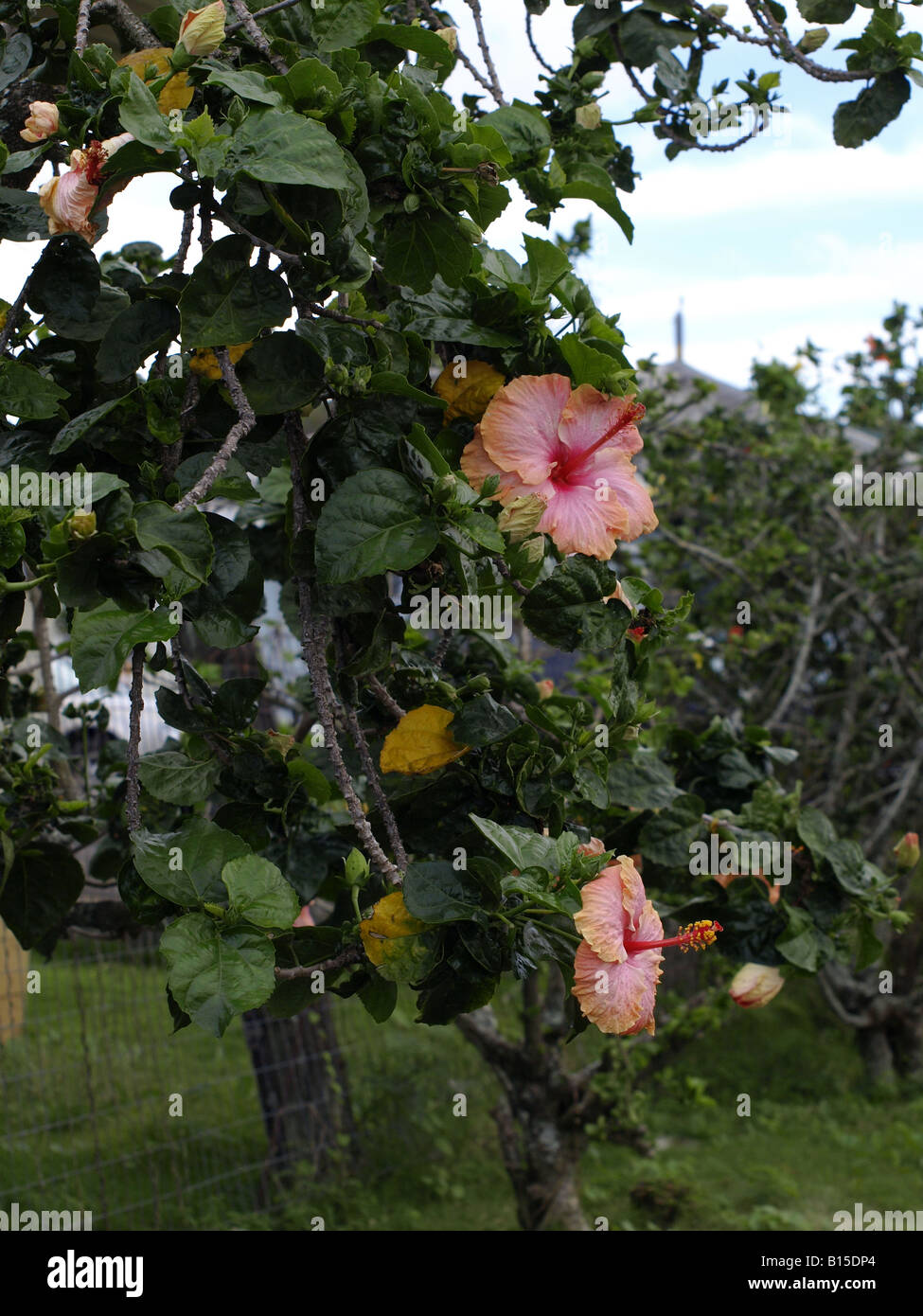 Hibiscus Tree Flowers Stock Photos & Hibiscus Tree Flowers Stock Images ...