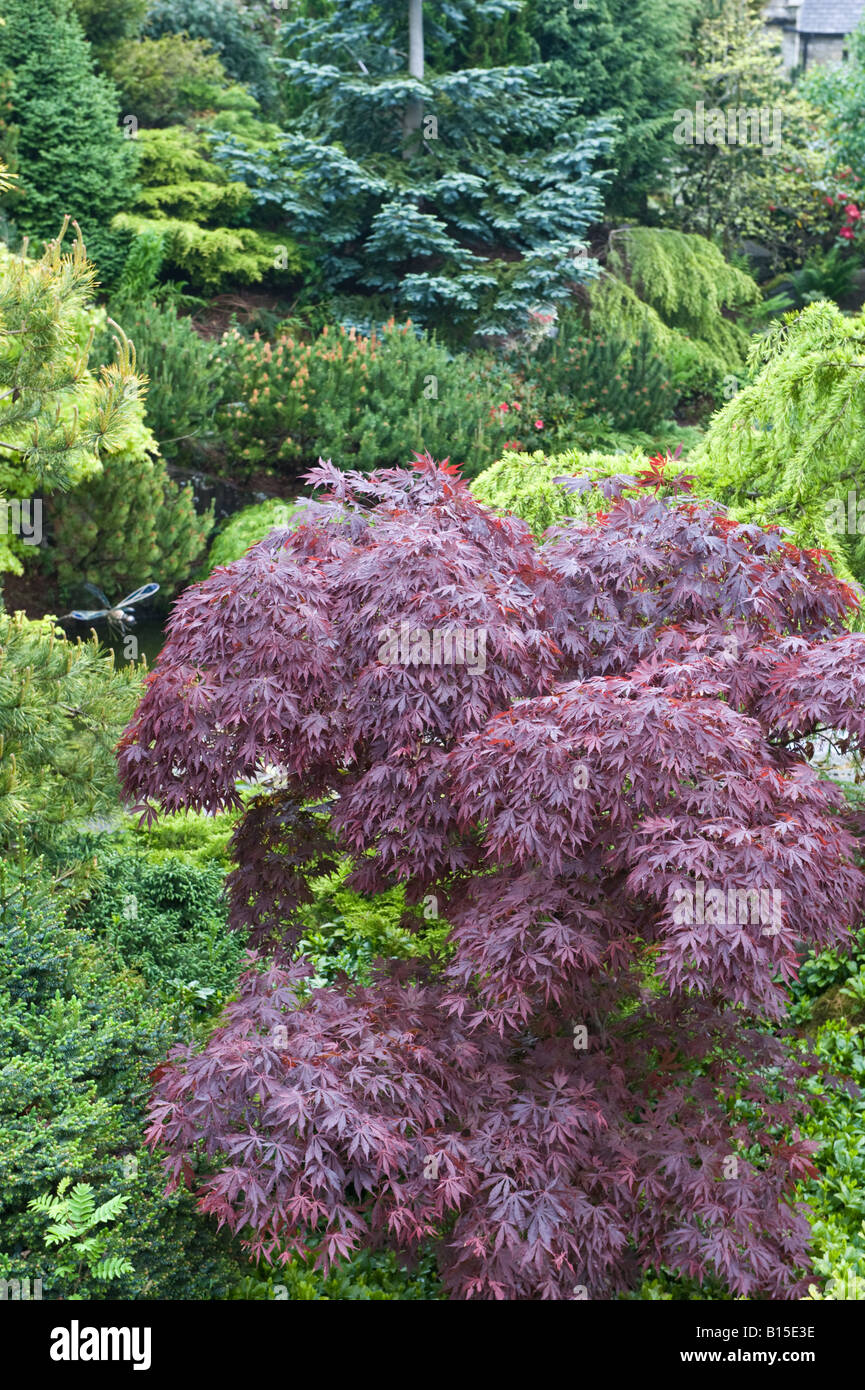 Rock garden with conifers and acer design by Bahaa Seedhom North ...