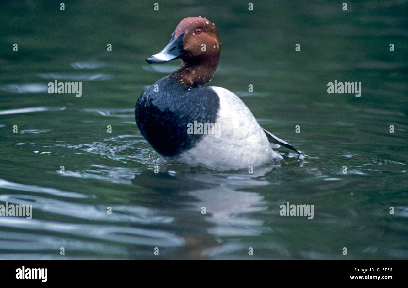 Canvasback Duck Male-Aythya valisineria-Family Anatidae Stock Photo - Alamy