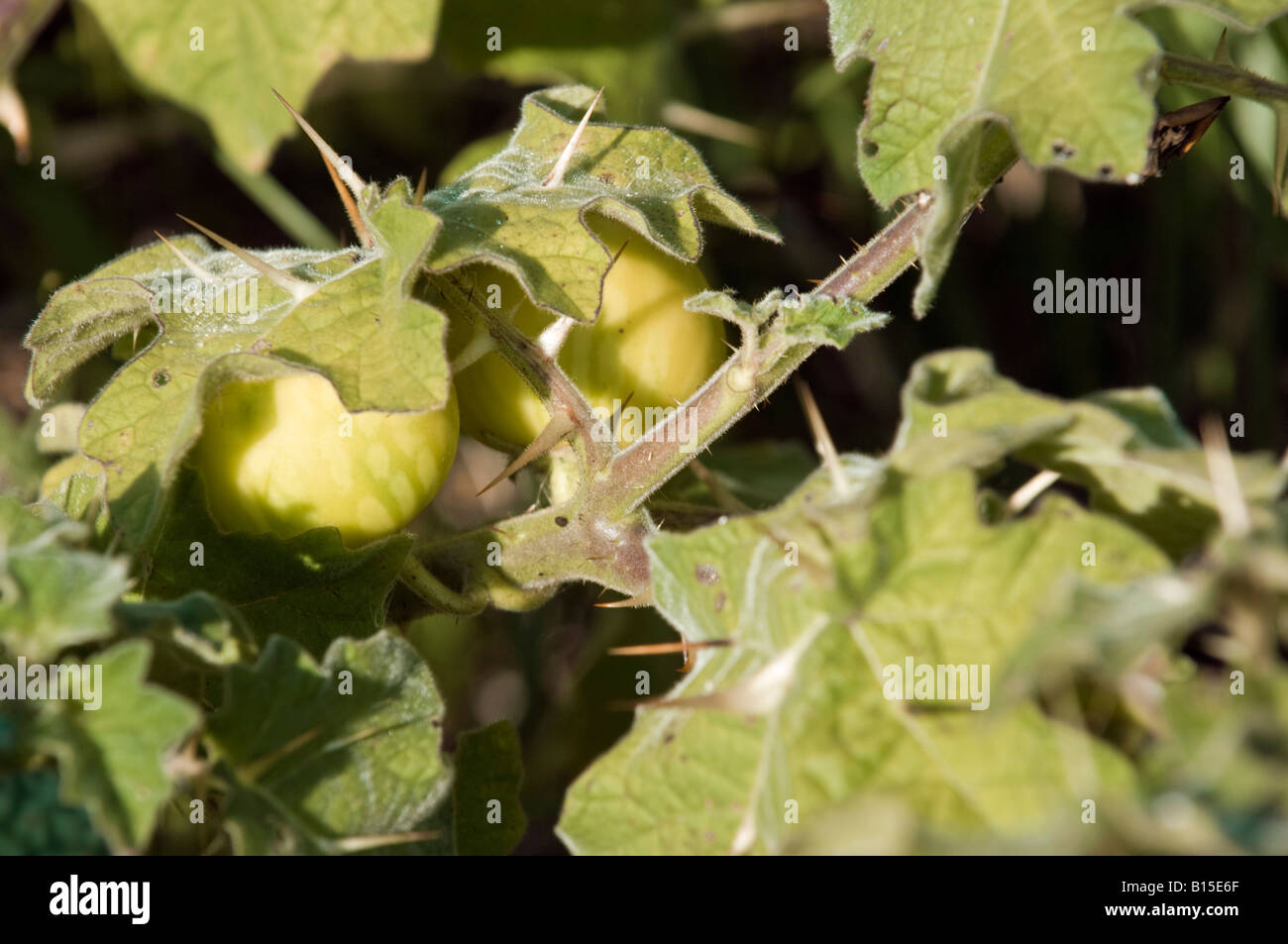 tropical soda apple Solanum viarum thorny plant weed Stock Photo - Alamy
