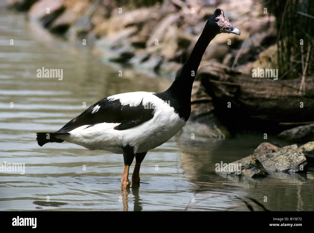 Pied/Magpie/Semi-palmated Goose - Anseranas semipalmata-Family ...