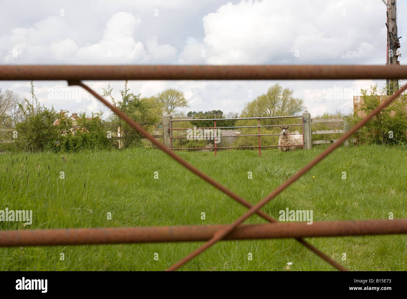 lone sheep looking through gate Stock Photo - Alamy