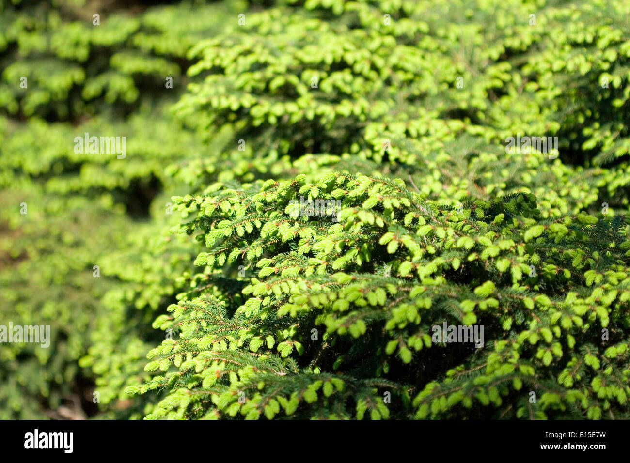 Young conifer offspring on branches in the spring Conica canadian fir ...