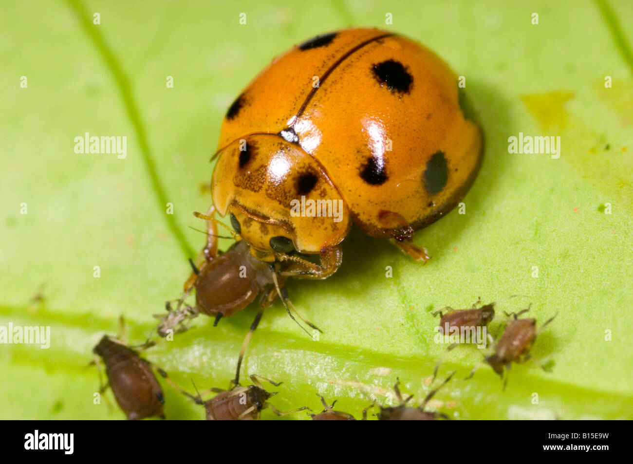 Ladybird beetle attacking citrus aphids Stock Photo - Alamy