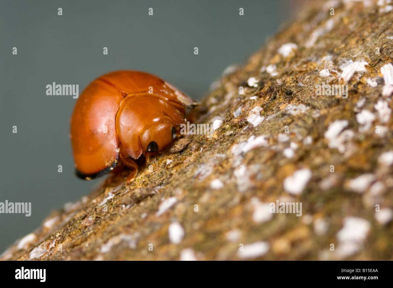 Red chilocorus beetle feeding on white louse scale Stock Photo - Alamy
