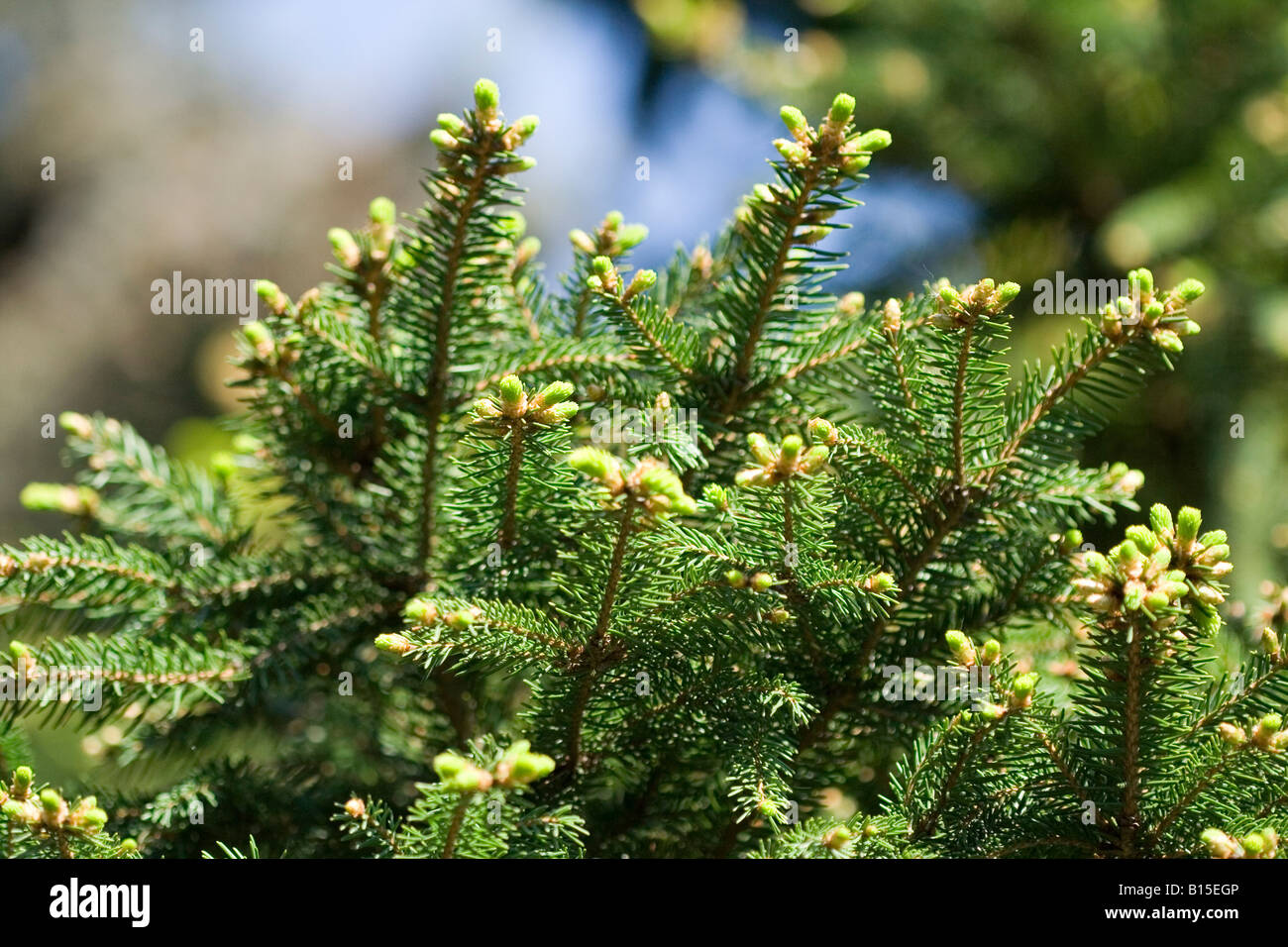 Young conifer offspring on branches in the spring Stock Photo - Alamy