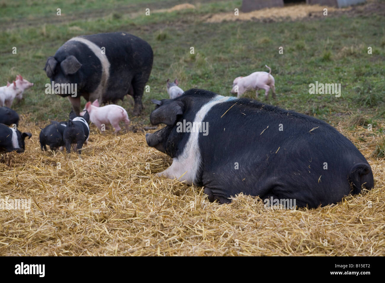 British saddleback pig hi-res stock photography and images - Alamy