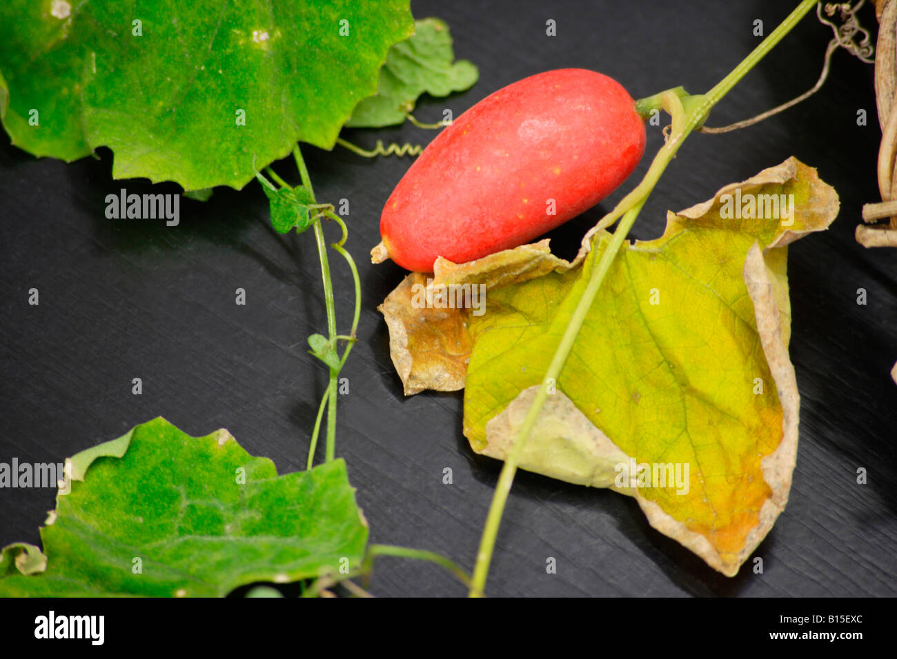 Stem leaf snake hi-res stock photography and images - Alamy
