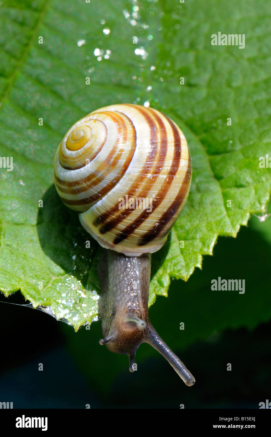 Snail Trail On Couch
