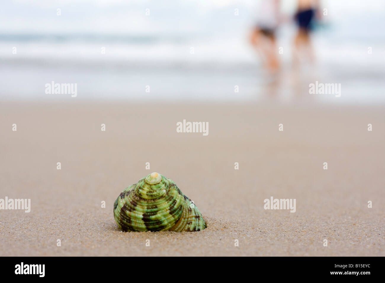 Shell on a beach with blurred people walking in the background Stock ...