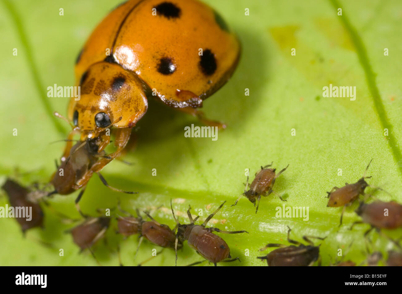 Aphids macro beetle hi-res stock photography and images - Alamy