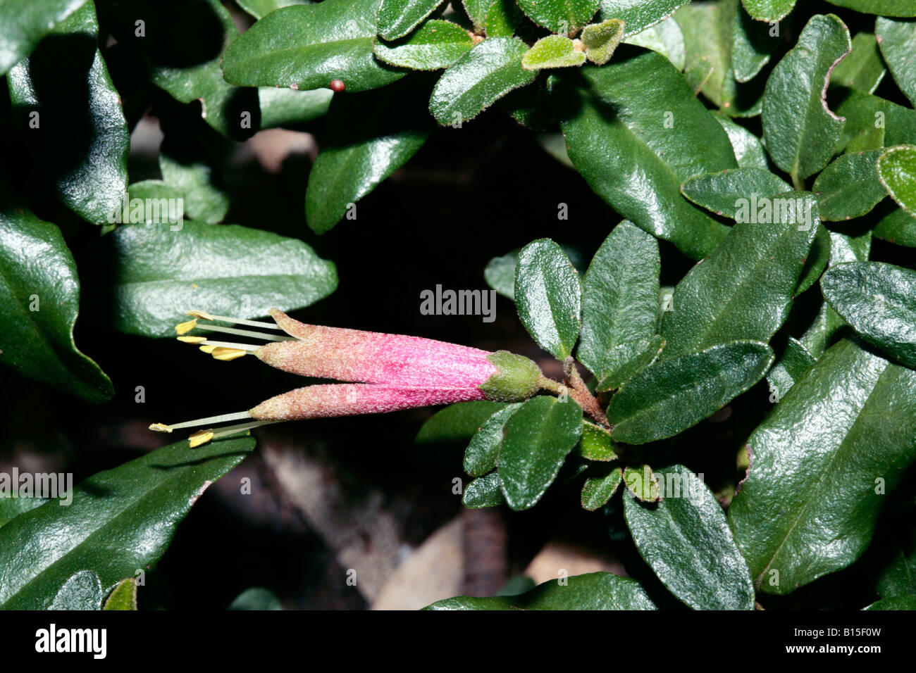 Correa-Correa pulchella-Family Rutaceae Stock Photo - Alamy