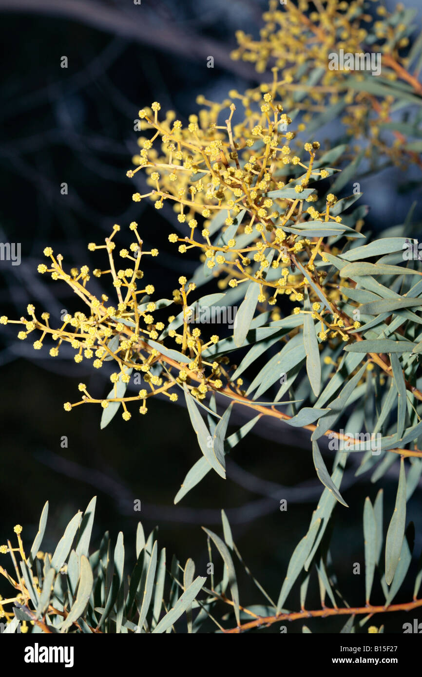 Acacia decora hi-res stock photography and images - Alamy