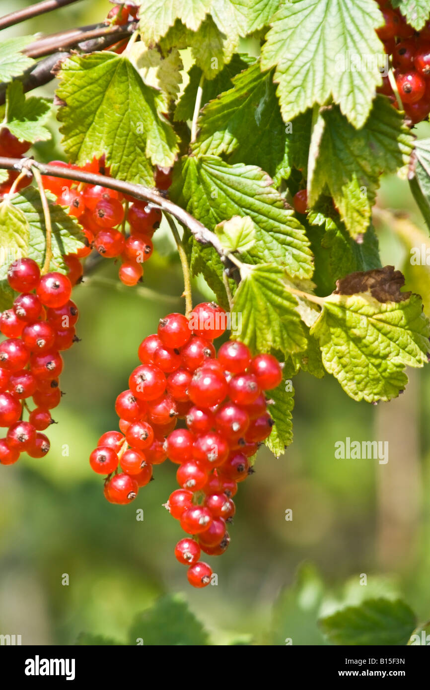 red currant fruit berry food Stock Photo - Alamy
