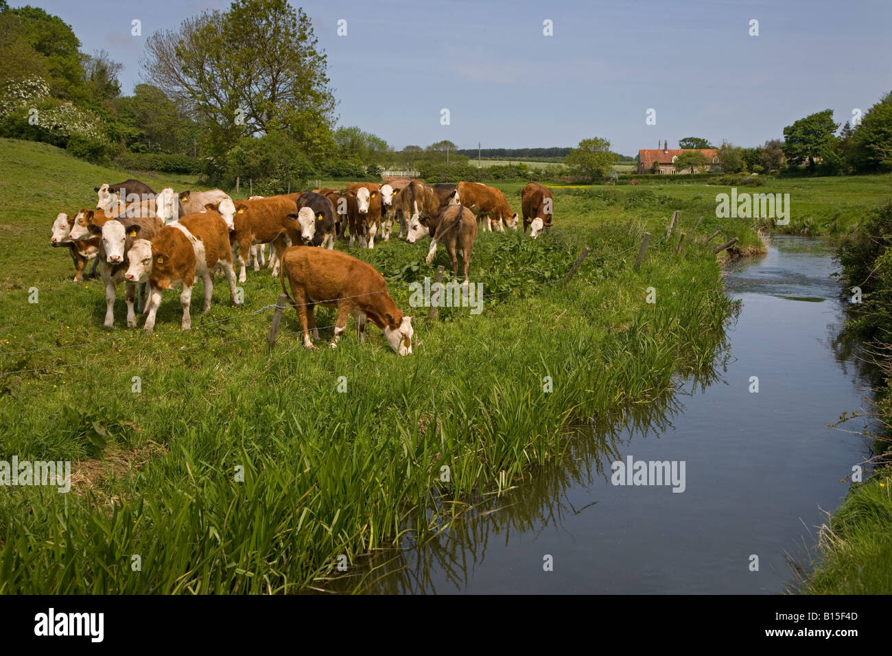 Cattle by the River Stiffkey Norfolk UK May Stock Photo - Alamy