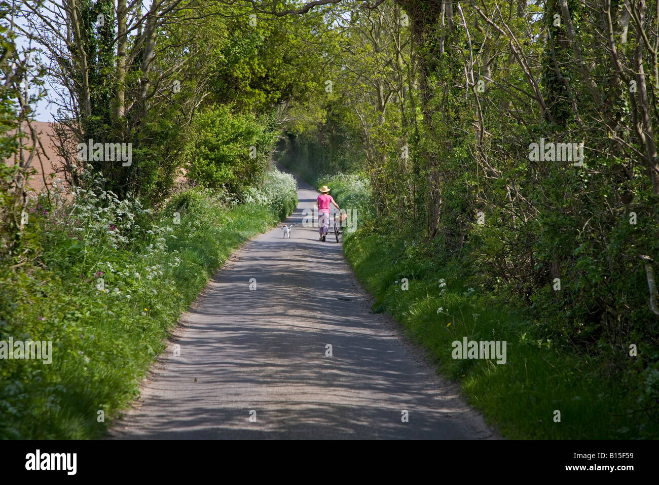 Countryside and Quiet Lane Gimingham Norfolk May Stock Photo - Alamy