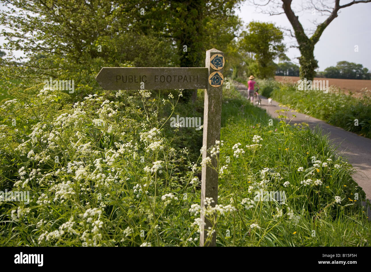 Countryside and Quiet Lane Gimingham Norfolk May Stock Photo - Alamy