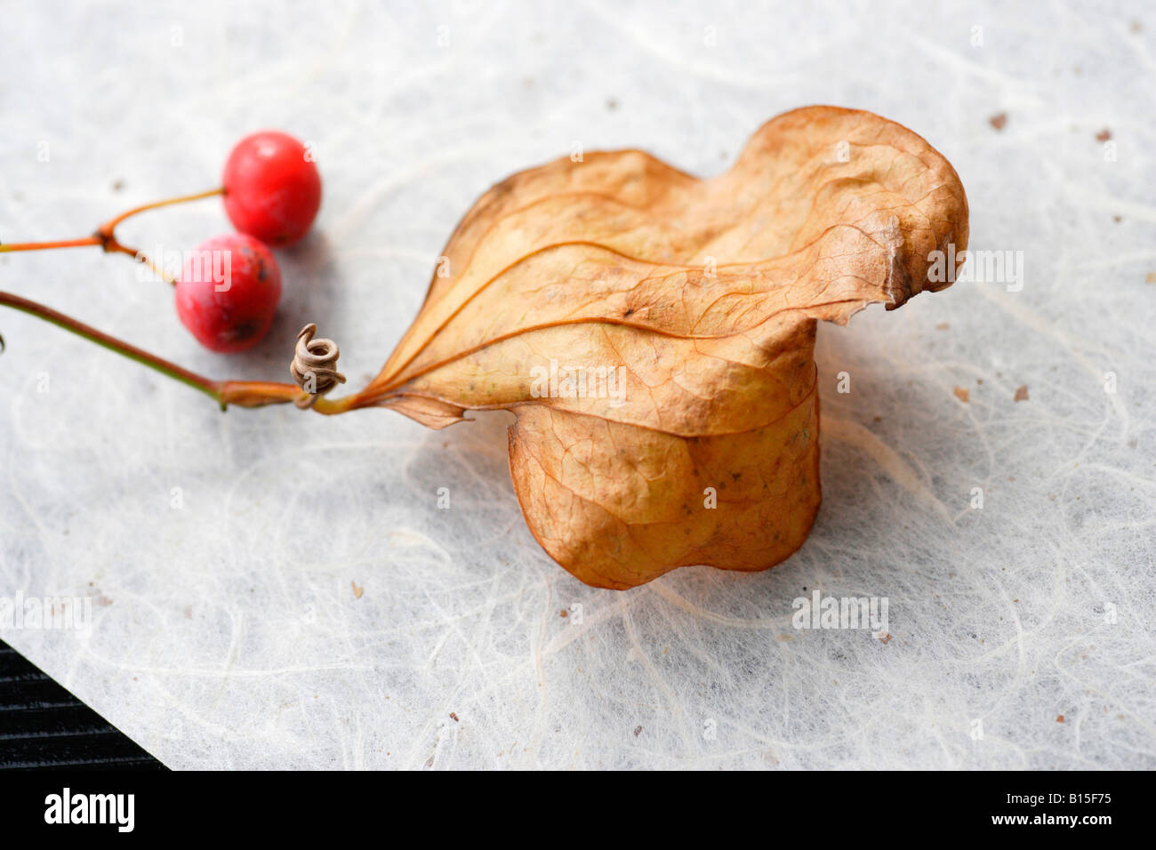 Dead seed hi-res stock photography and images - Alamy