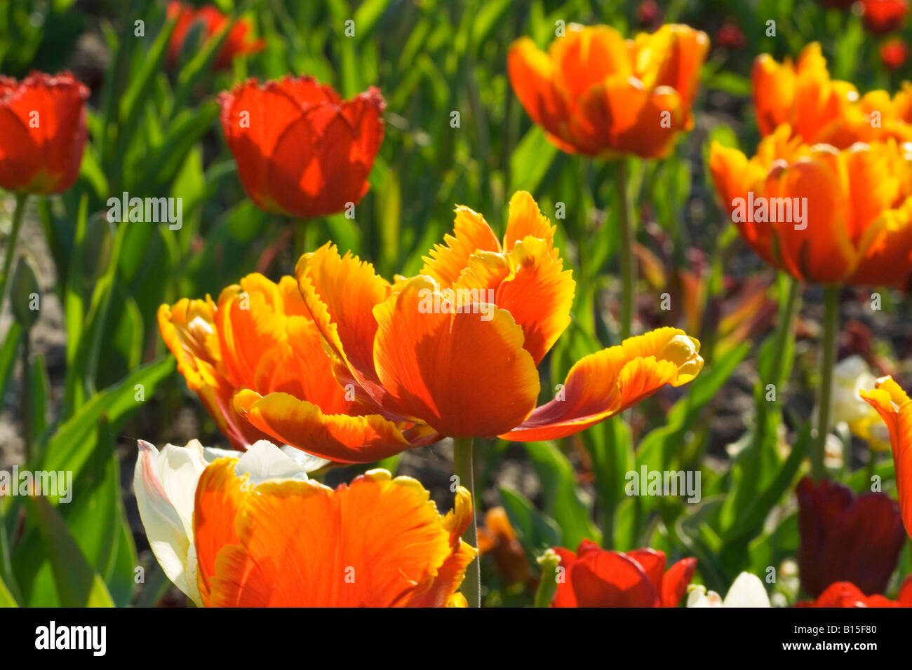 Tulip fire hi-res stock photography and images - Alamy
