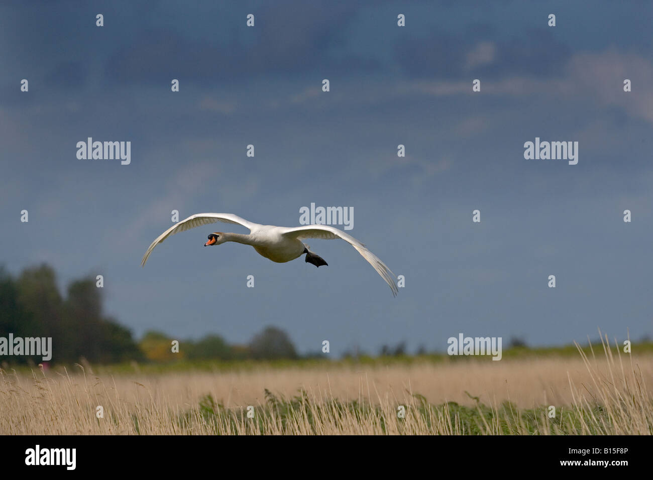 Mute Swan Cygnus olar over Cley Marsh North Norfolk Stock Photo - Alamy