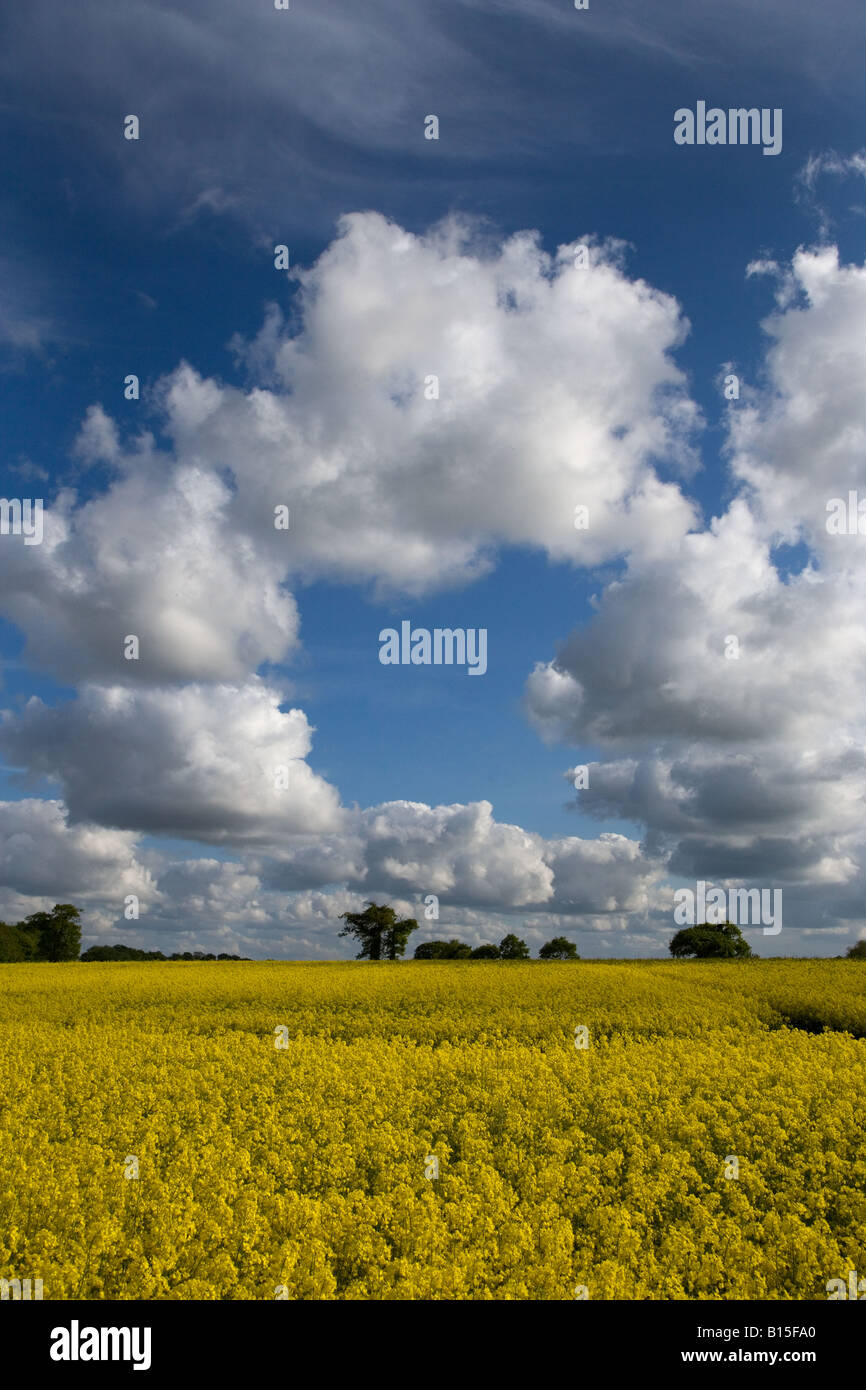 Oilseed Rape in Flower Norfolk May Stock Photo - Alamy