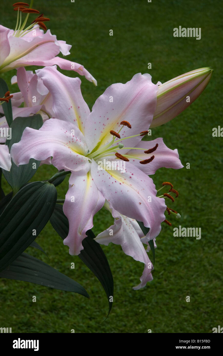Pink lily close up Stock Photo - Alamy