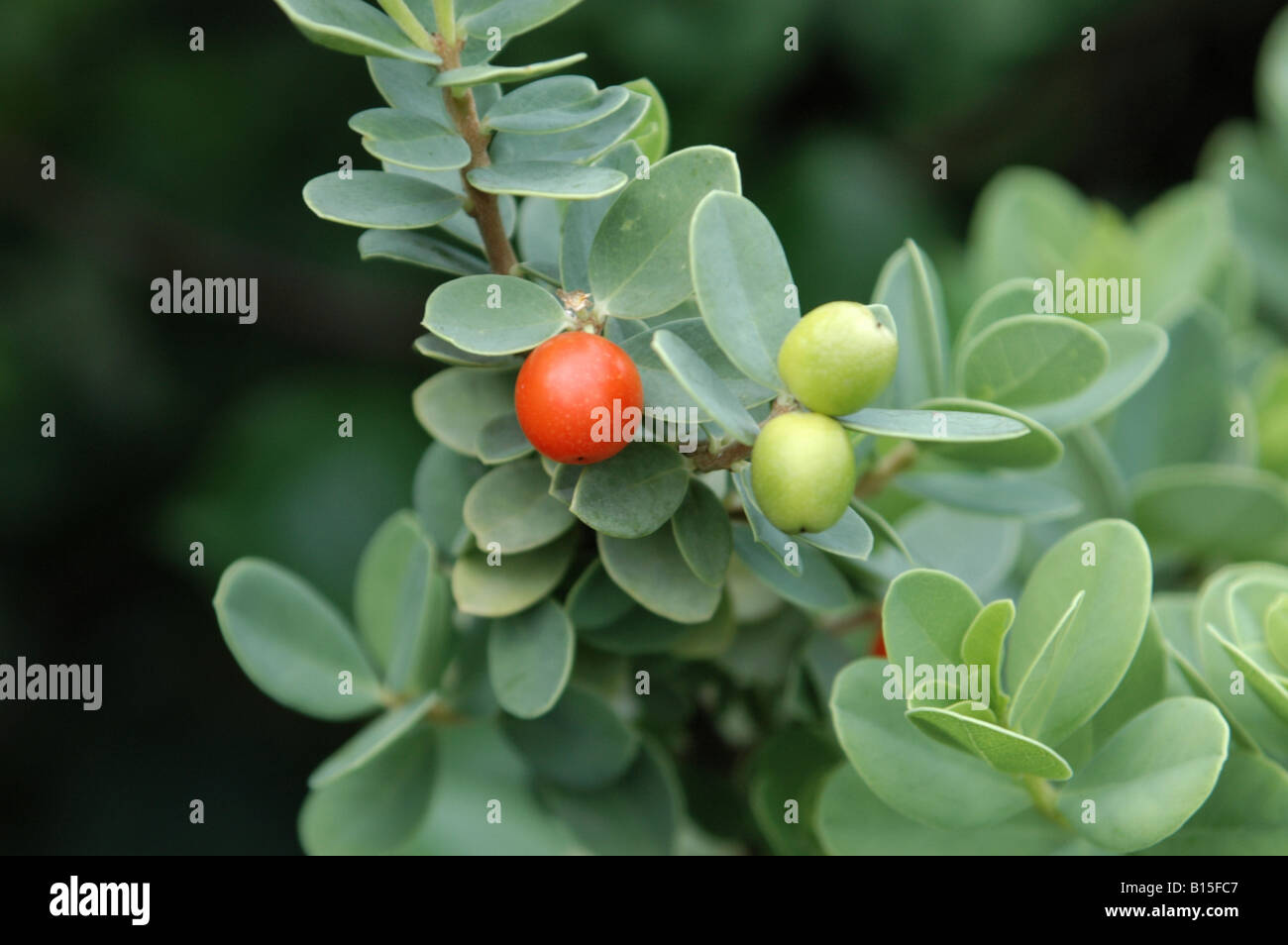 Akia High Resolution Stock Photography and Images - Alamy