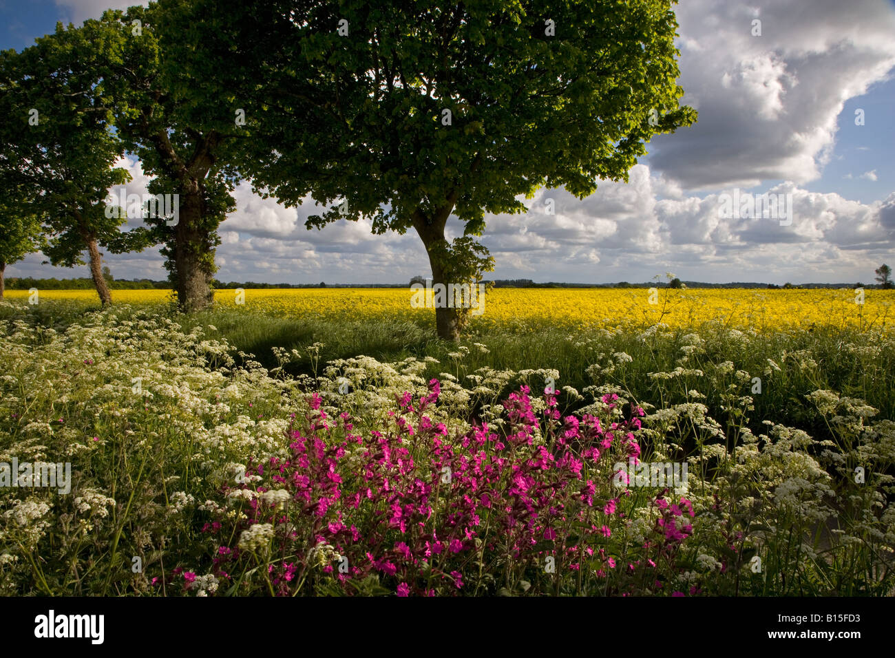 Oilseed Rape crop in Flower and wildflowers on field edge Norfolk May ...