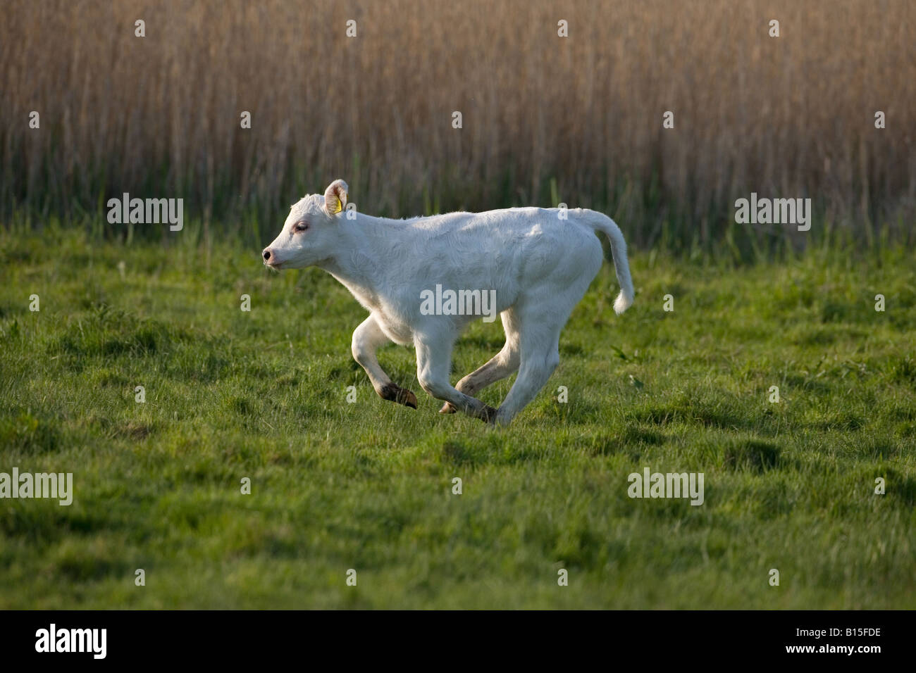 White Calf Running on grazing marshes Norfolk May Stock Photo - Alamy